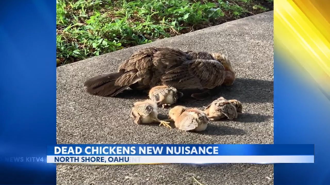Dead chickens a new nuisance on Oahu's North Shore - YouTube