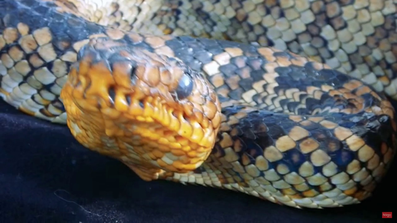 Cropan's boa Corallus cropanii Xenoboa REDISCOVERED! - YouTube