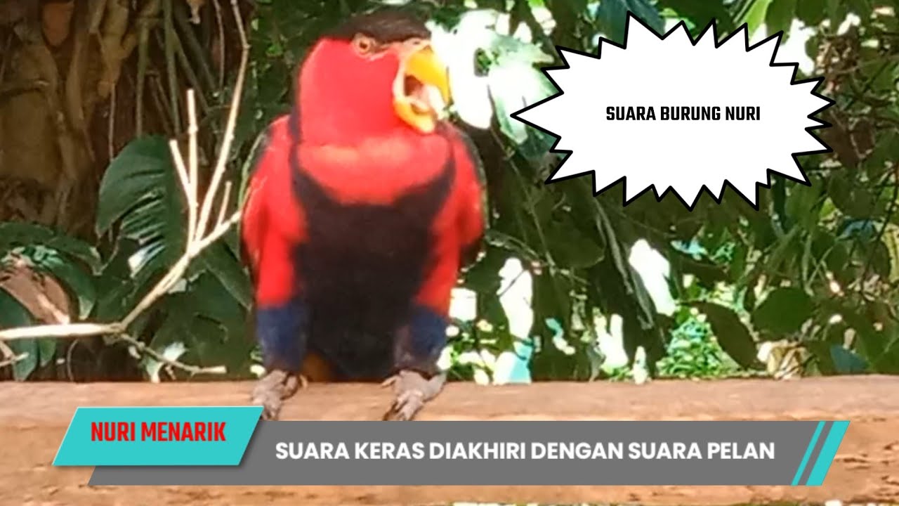Burung nuri marah kemudian tenang, suaranya keras kemudian pelan ...