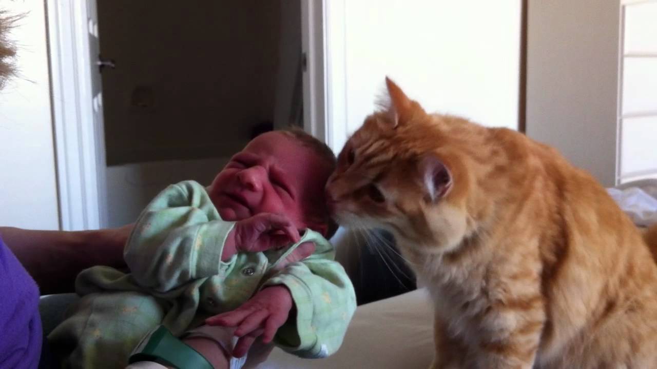 Cat Meets Baby for the First Time - YouTube
