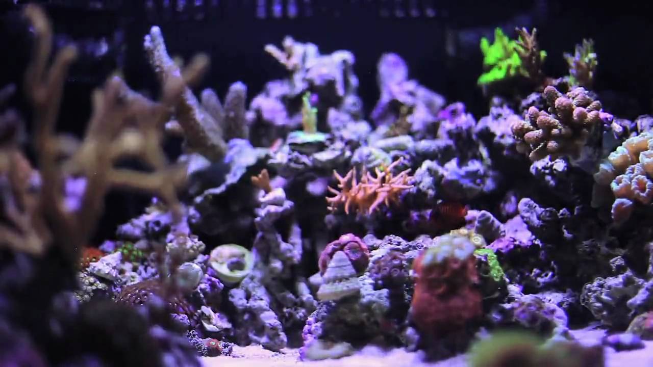 47g Shallow Rimless Aquarium Video #2 - YouTube