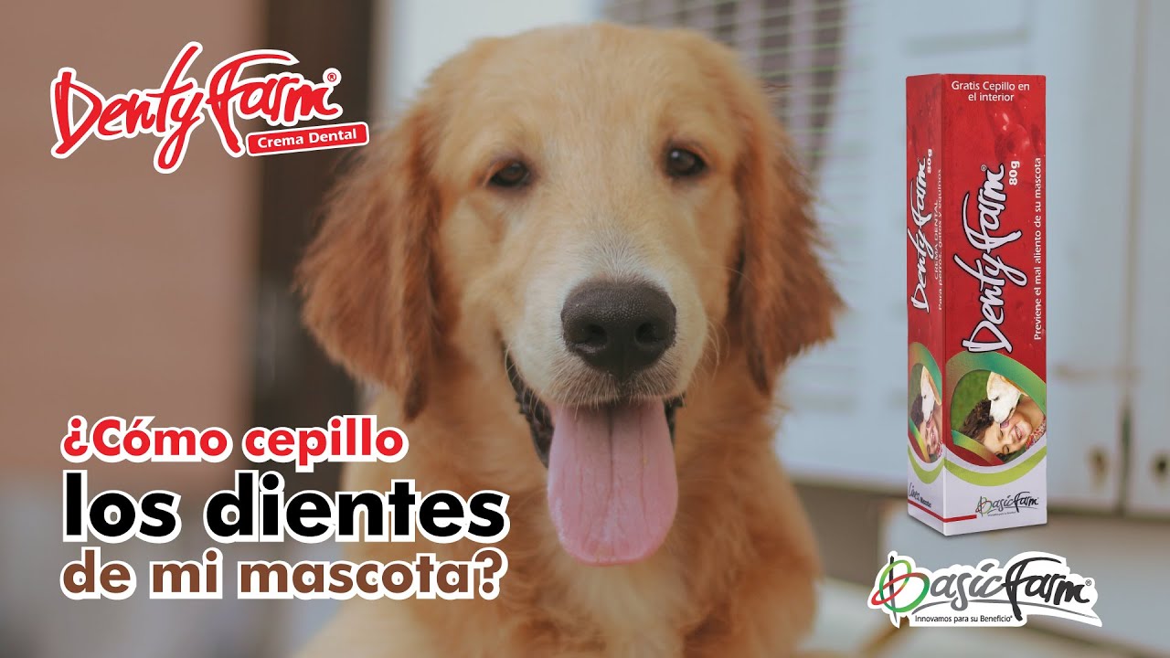 ¿Cómo cepillo los dientes de mi mascota? - YouTube