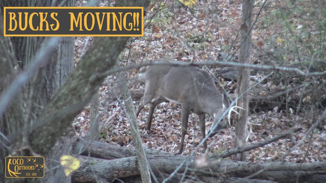 Bucks Chasing Does - THE RUT HAS BEGUN!! | Deer Hunting 2024 - YouTube