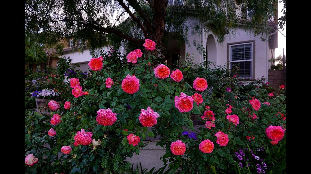 2020 My Front Yard Rose Collection Flower Burst（Rose name Subtitle ...