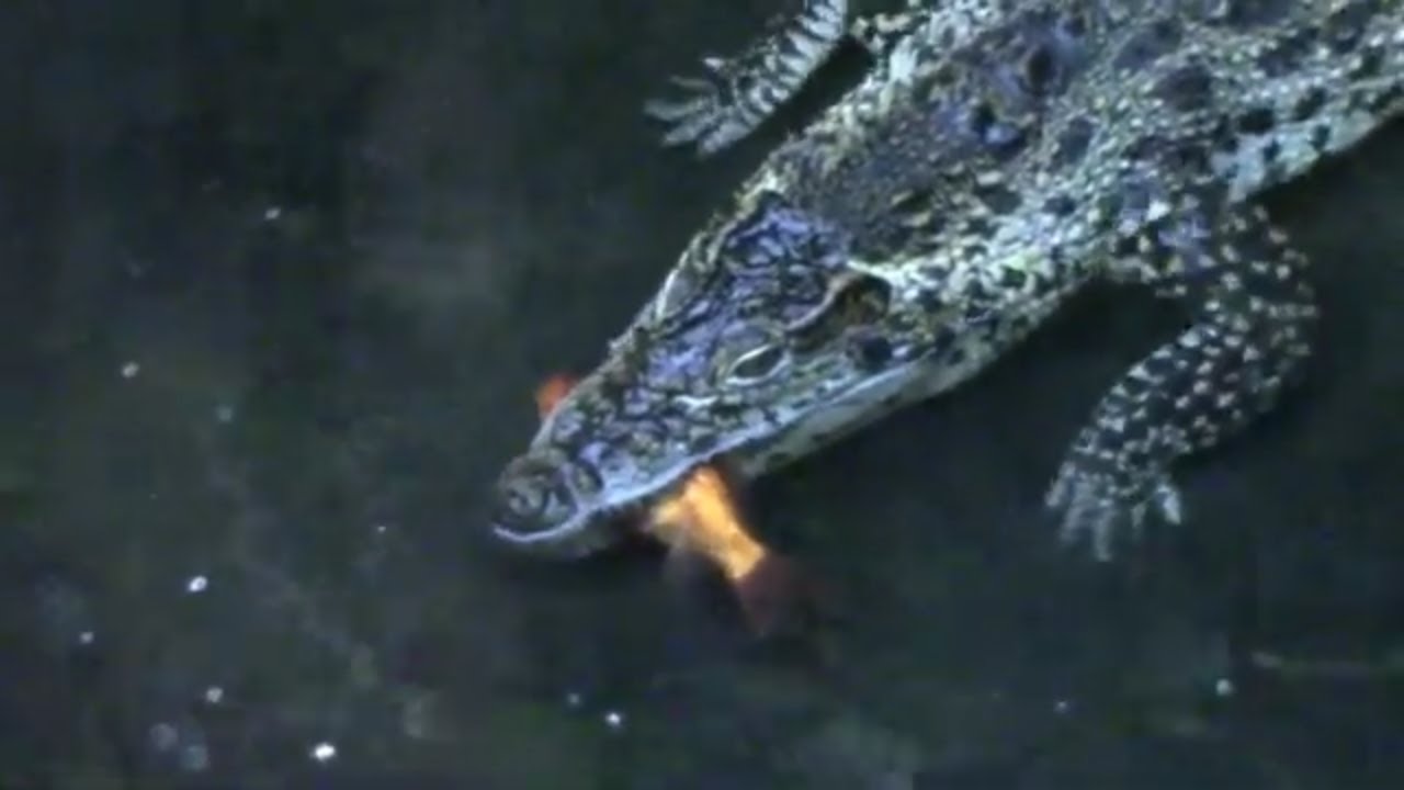 The Cuban Crocodile Eating a Fish - Critically Endangered - YouTube
