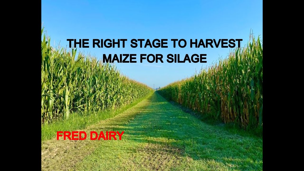 THE RIGHT STAGE TO HARVEST MAIZE FOR SILAGE FULLY DETAILED - YouTube