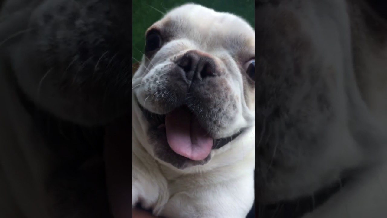 Frenchie yawning - YouTube