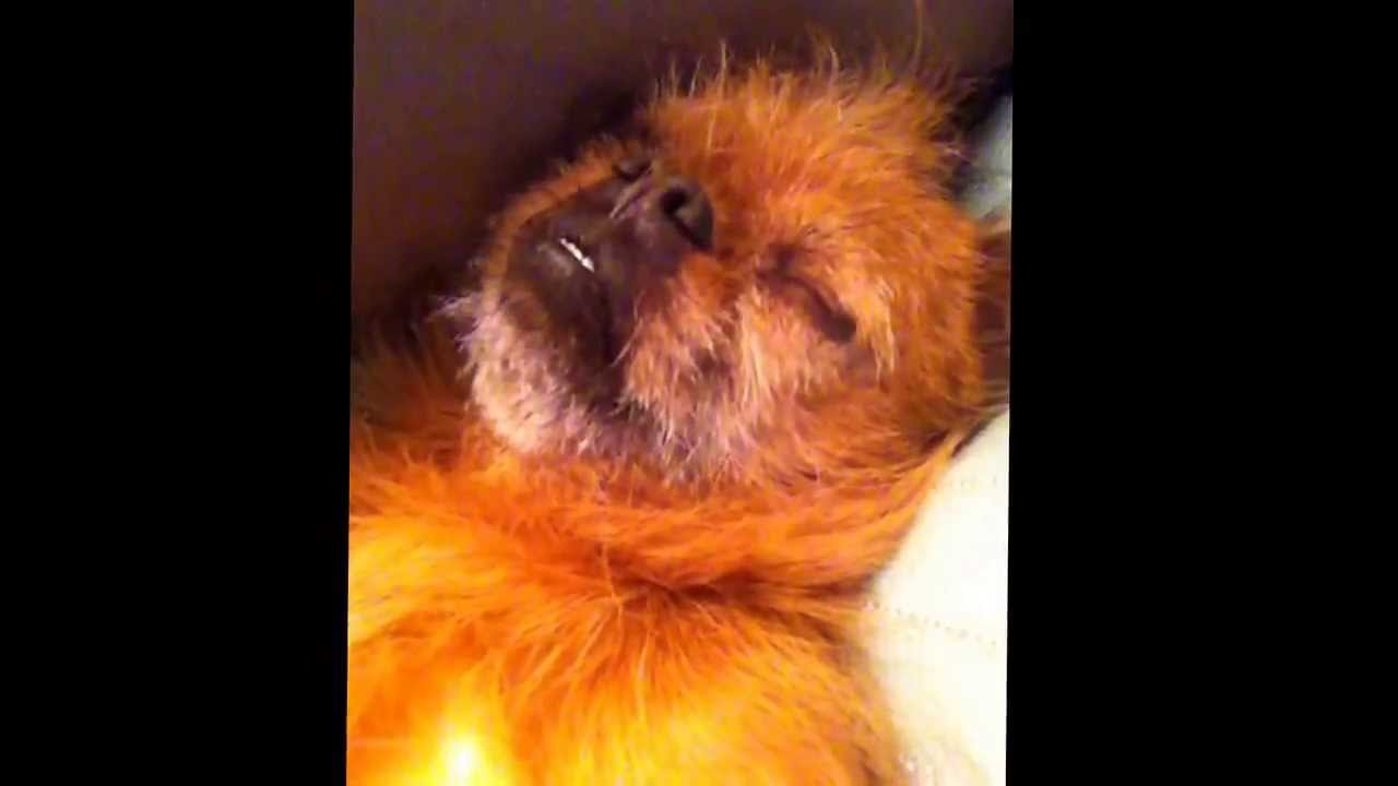 Our four legged 'Chewbacca' in a deep sleep. - YouTube