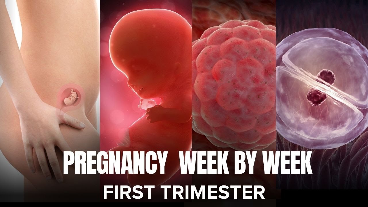 First Trimester || Pregnancy week by week || week 1 to week 12 || All ...