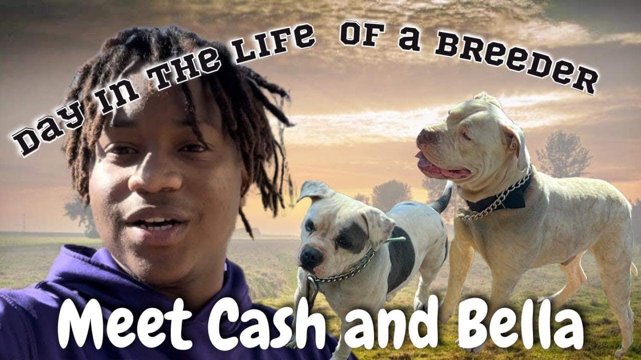 Day in the Life of a Breeder| Meet Cash and Bella🔥🔥 - YouTube