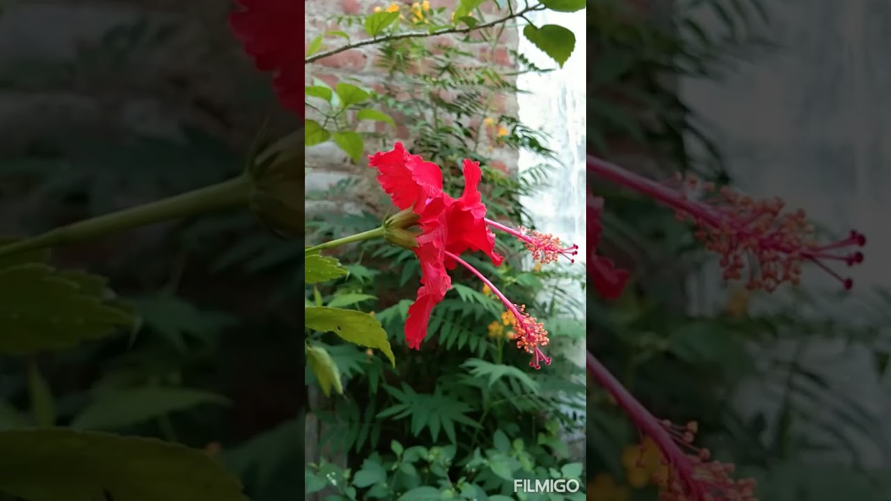 Two Flowers in One Stem - YouTube