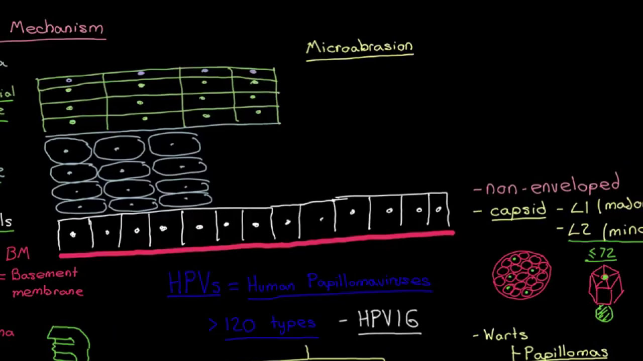 The HPV Entry Mechanism Part 2 - YouTube