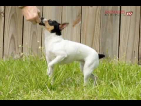 Fox terry americano: FOX TERRIER TOY AMERICANO