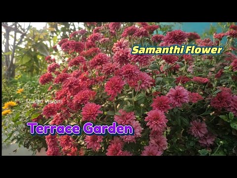 Maroon Samanthi Flower | Terrace Garden | சாமந்தி பூக்கள் ...