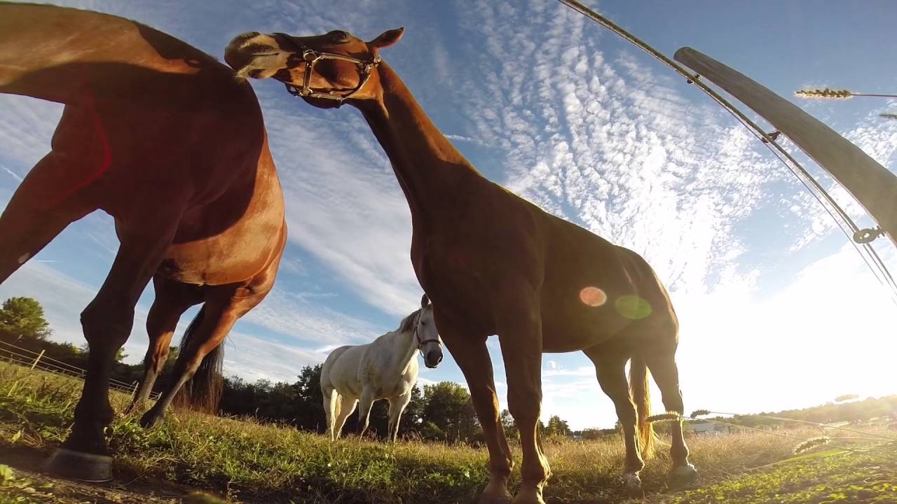 GoPro with the Horses - YouTube
