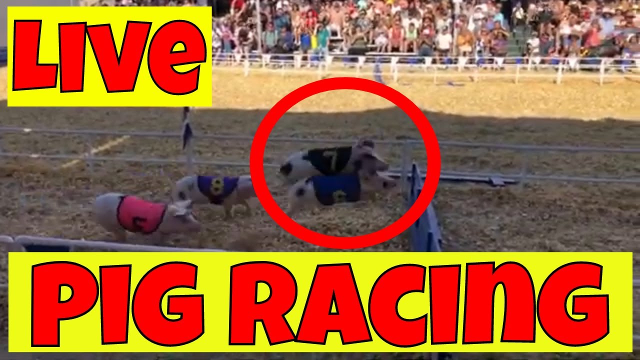 🔴LIVE Pig Racing At Orange County Fair By All-Alaskan Racing Pigs - YouTube