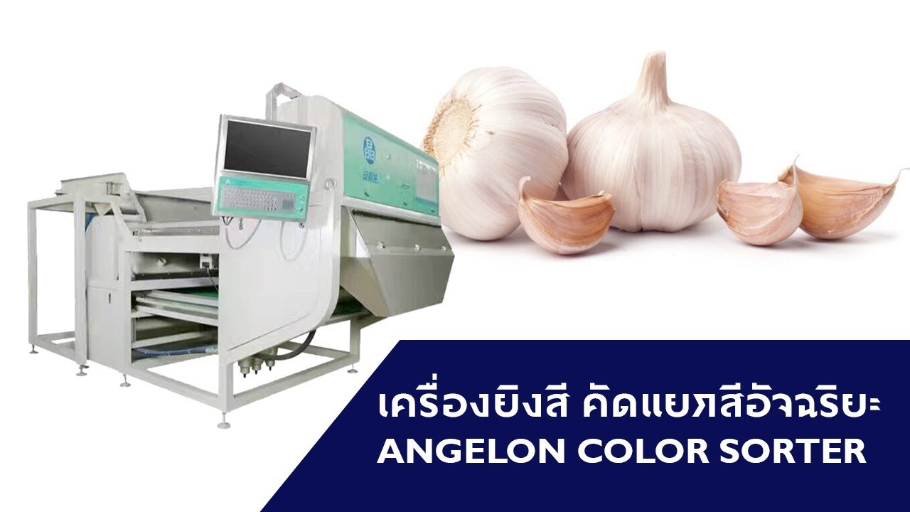 เครื่องคัดแยกสี ยิงสีอัจฉริยะ ANGELON COLOR SORTER (คัดแยกกระเทียม ...