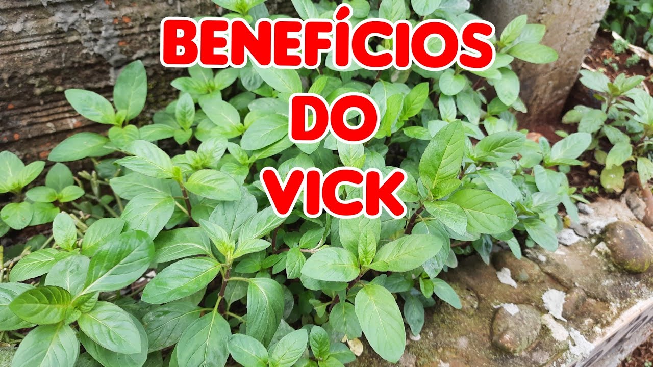 Benefícios do VICK para sua saúde - YouTube