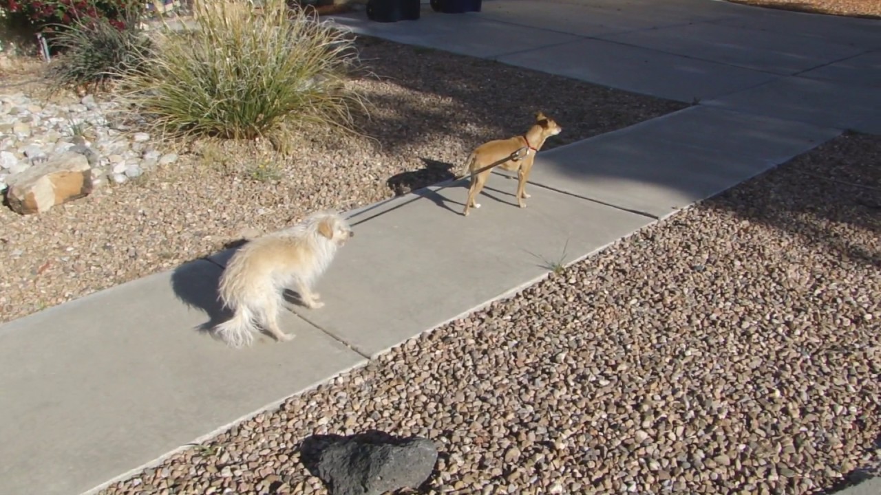 How to get your dogs to walk nicely... - YouTube