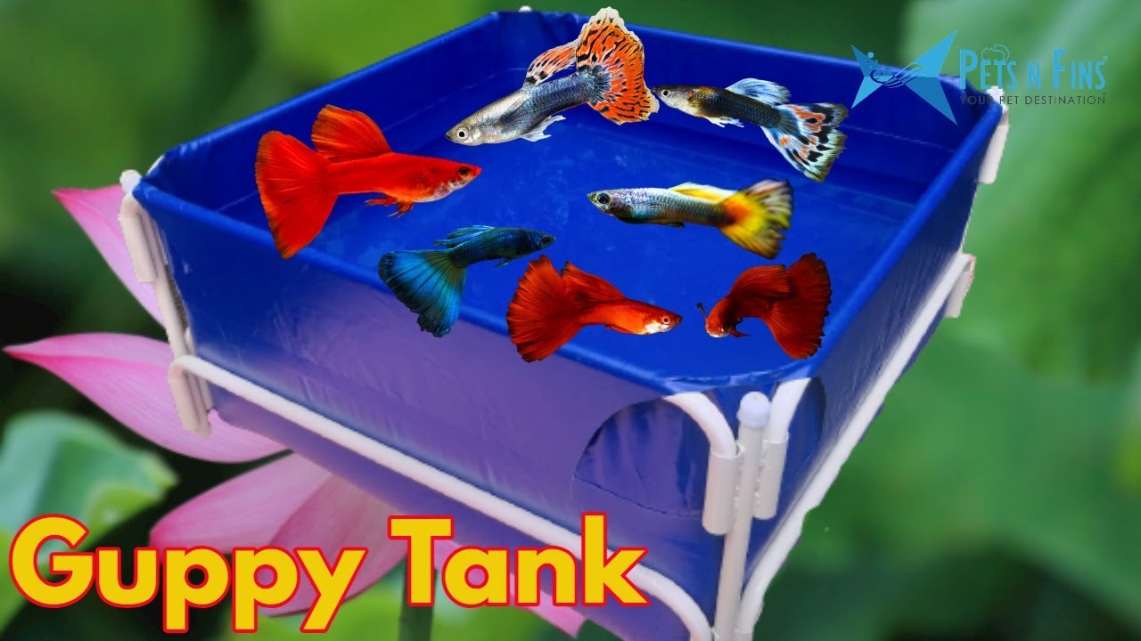 ഇങ്ങനെയും ഗപ്പി പോണ്ടുകൾ 😍 | Setups for Raising Guppies: How to make ...