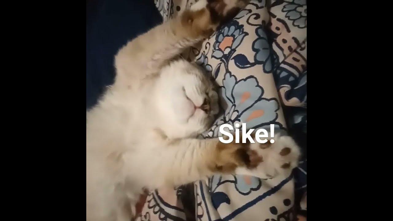 cat sleep/sike - YouTube