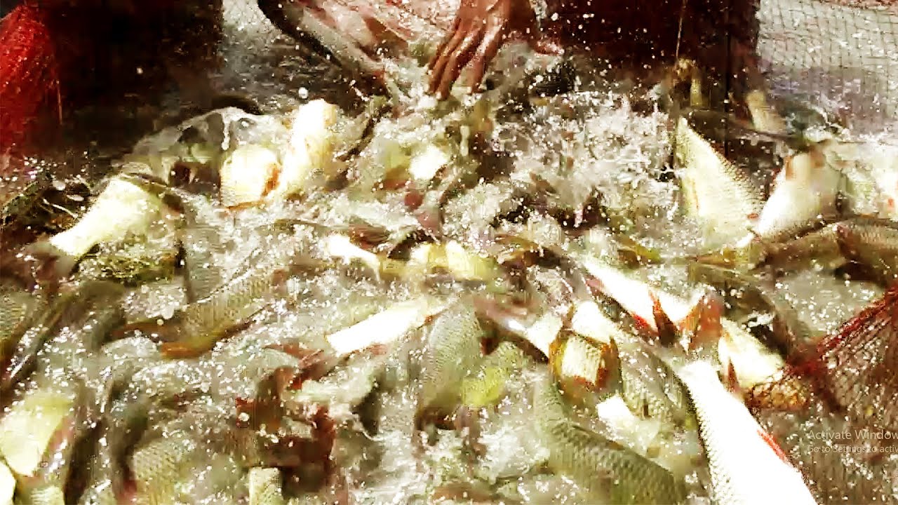 Big Fishing | Dragnet Fishing | Awesome Fishing Video | Fishing Video ...