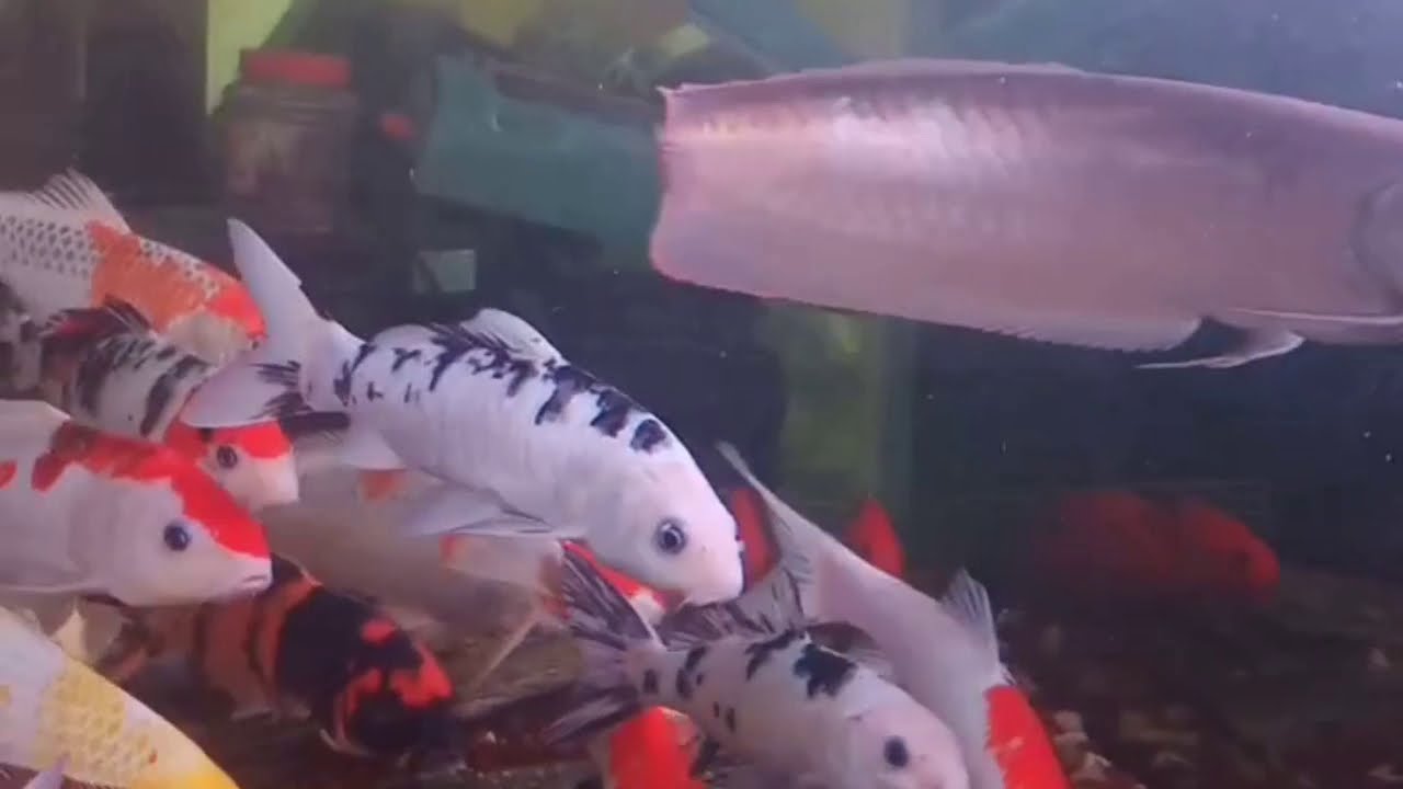 Ikan Koi Dan Arowana Dalam Satu Aquarium - YouTube