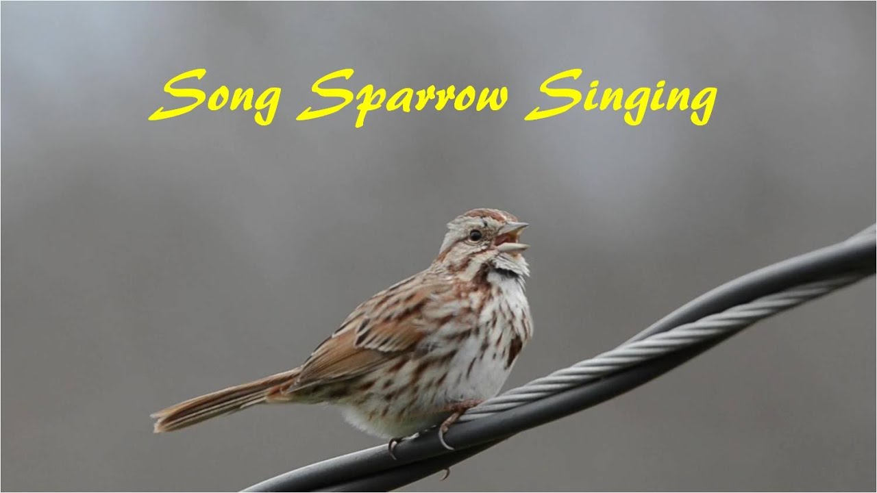 Song Sparrow Singing - YouTube