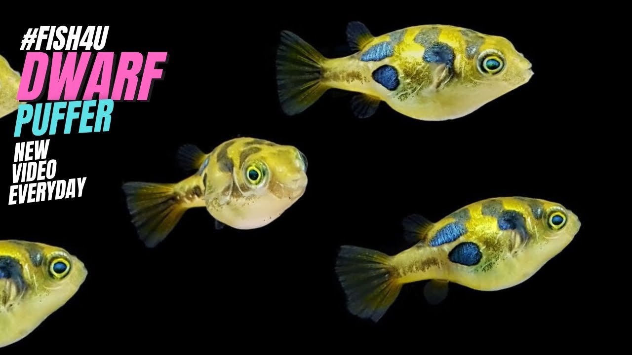 Dwarf Pea Puffer - "Meet the Smallest and Cutest Puffer Fish! 🐡 #FISH4U ...