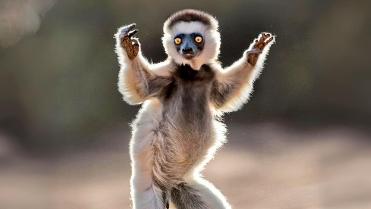 Sifaka Lemur 🤯 Mind-Blowing Moves! - YouTube