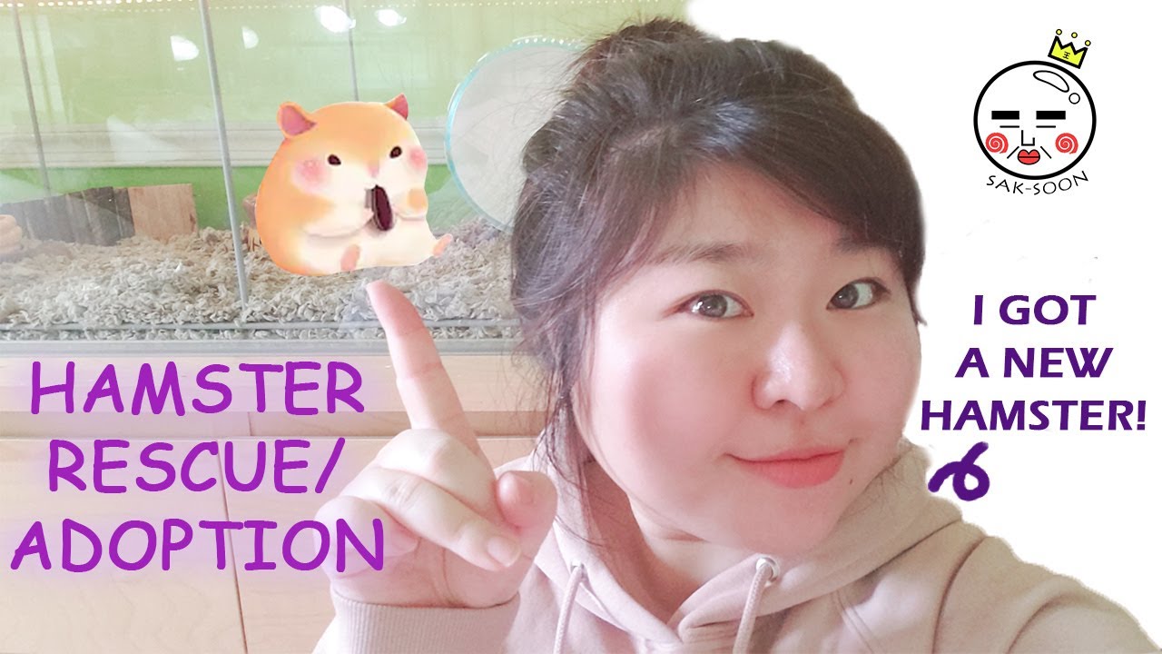 Hamster Rescue/ Adoption- Setting Up The Cage For New Hamster - YouTube