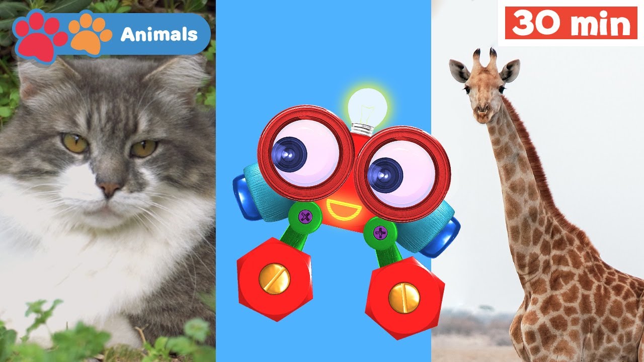 Toddlers learn about animals w Robi | Educational learning Videos ...