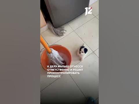 Пушистый чистюля - YouTube