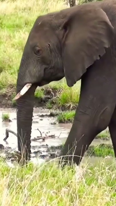 Elephant brutal attacks hippo.#shorts - YouTube