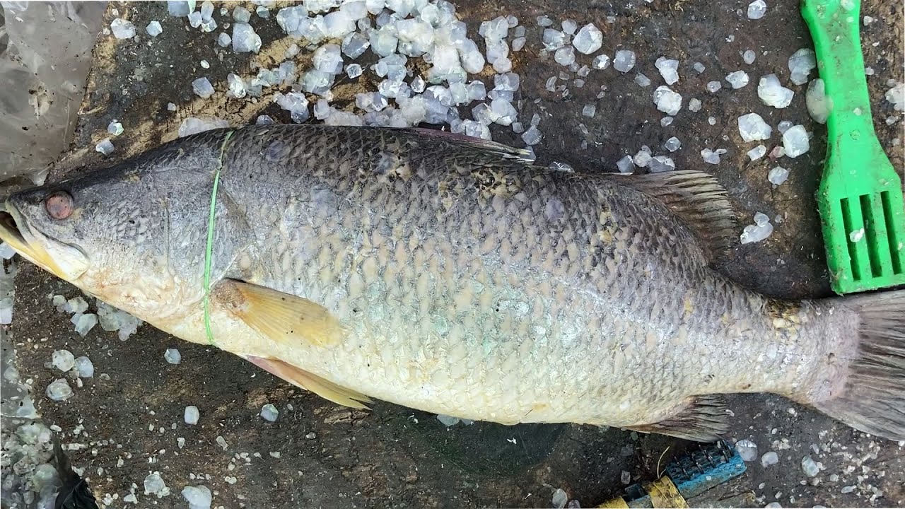 2100 Rs/$ 28, Asal Koduva Fish Cutting & Chopping in Kasimedu Fish ...