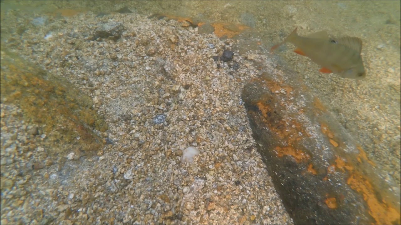 Tańcowała ryba z rakiem - YouTube