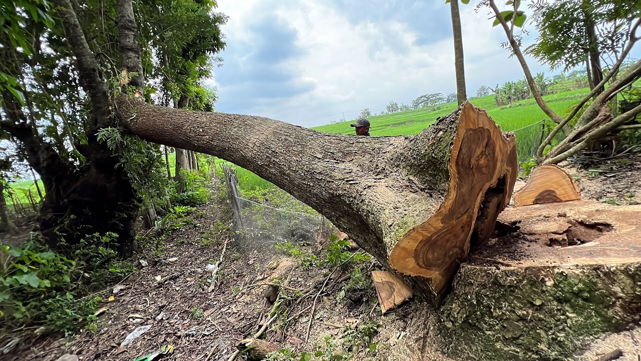It's raining !! Cut a tree by the roadside. - YouTube