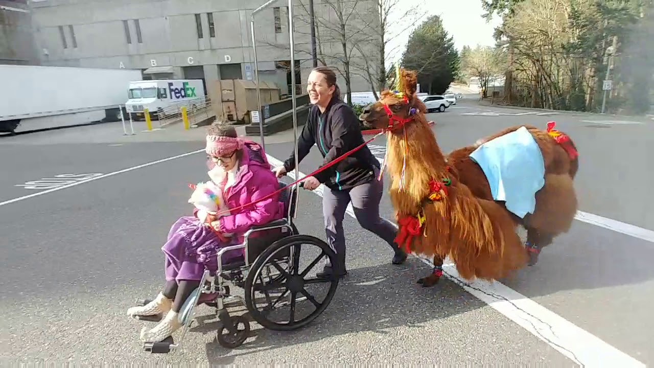 Rojo the Therapy Llama Visits Providence Hospital - YouTube