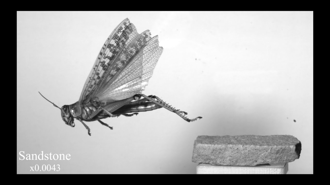 Desert Locust Jumping Trials - YouTube