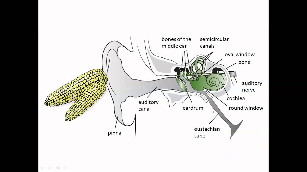 The Ear Perception of Stimuli IB Biology - YouTube