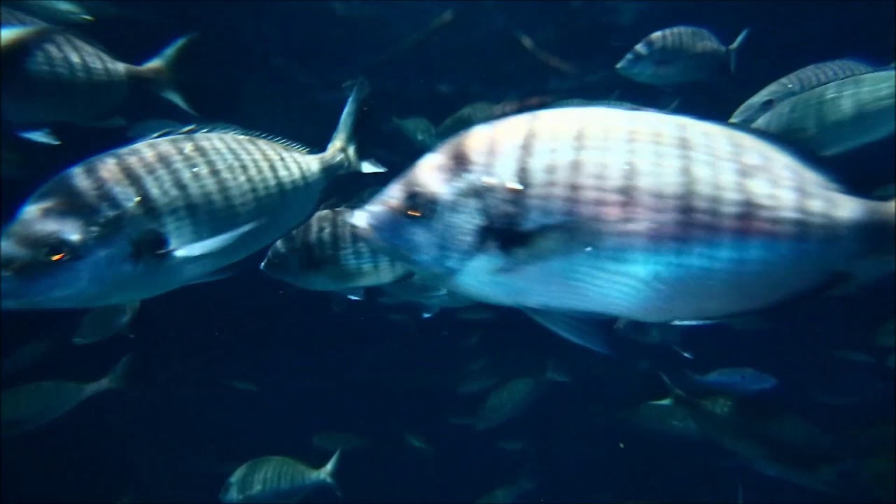 MUSEAU POINTU NO COPYRIGHT MUSIC AND VIDEO - YouTube