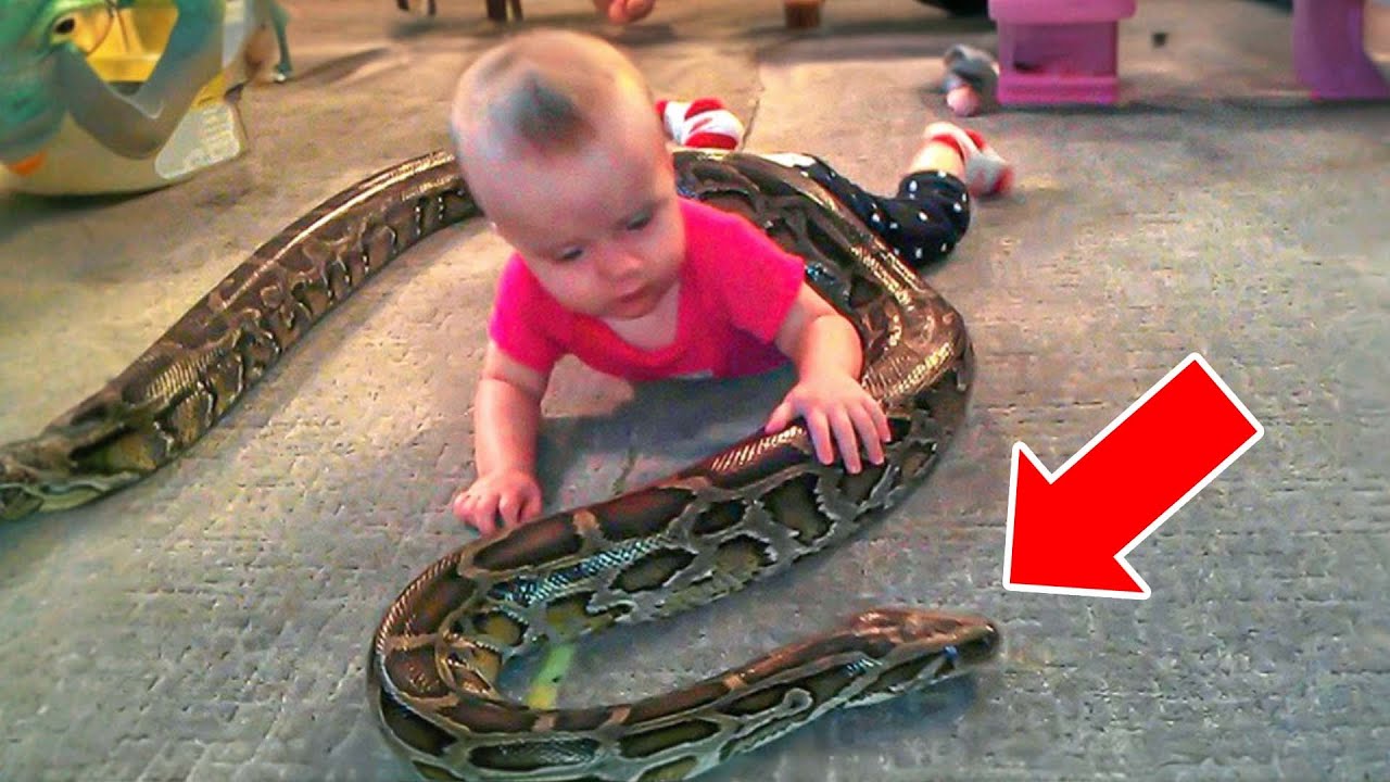 COBRAS Slithers Into Baby’s Crib, Mom Finds Out Too Late - YouTube