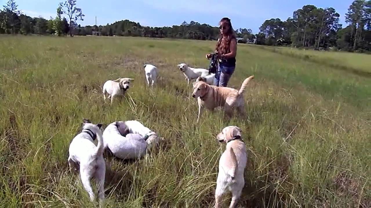 Dog Behavior..........Bull Terrier vs Boxer Predatory Aggression N ...