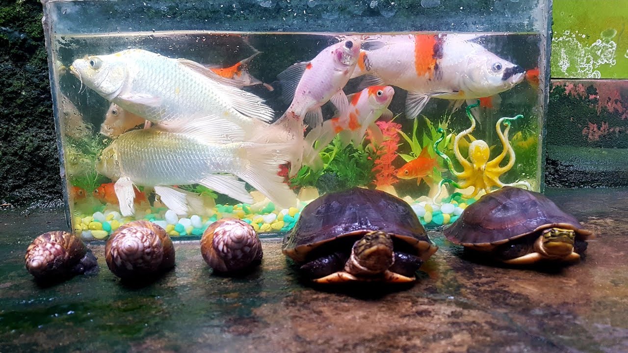 Mencari ikan hias, ikan koi asli, ikan komet asli, ikan hiu, kura-kura ...