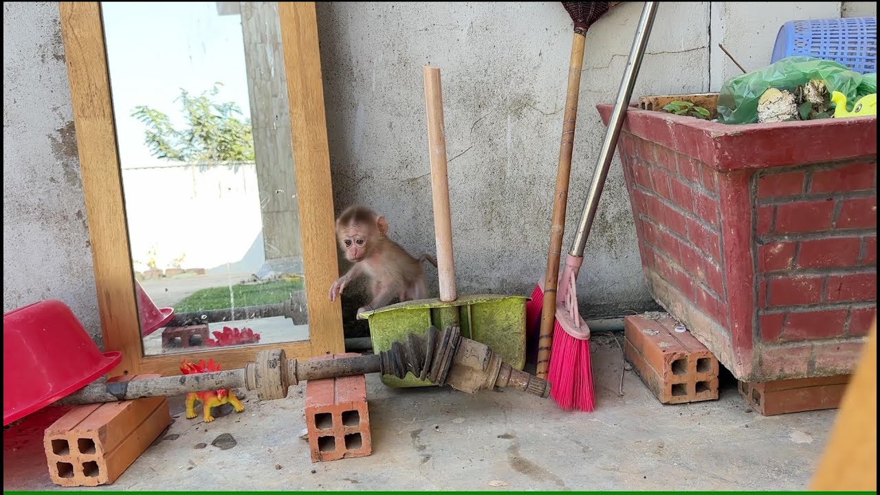While Mom Going to Market Baby Monkey FiFi is Waiting - YouTube