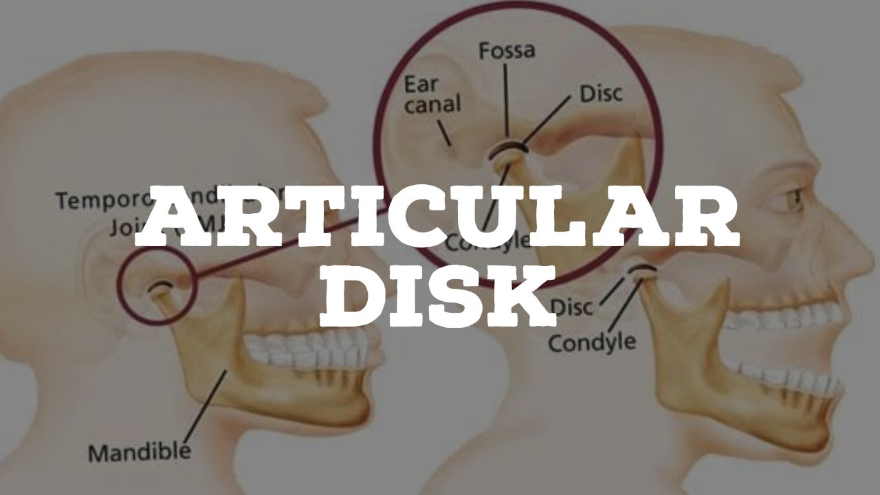 Articular disk - YouTube