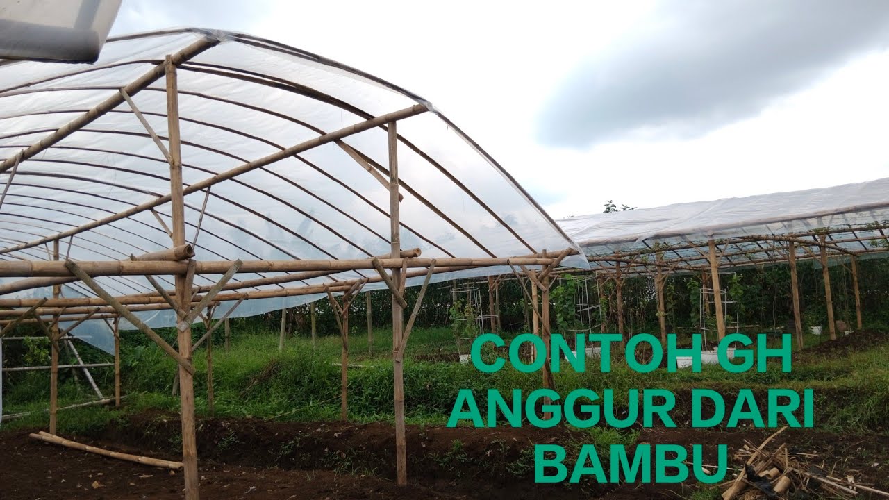 CONTOH GREEN HOUSE (GH) ANGGUR DARI BAMBU DAN BIAYA PEMBUATANNYA ...
