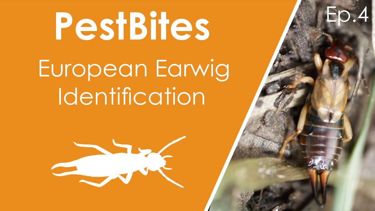 European earwig identification and life cycle | PestBites by Cesar ...