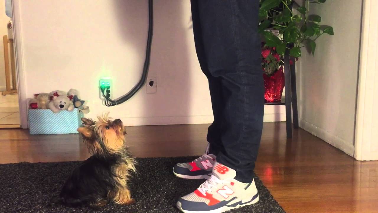 Yorkie Puppy Home Training - NATASHA - YouTube