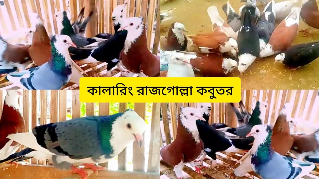 কবুতর খামার Pigeon Farming Kobutor khamar #colouring_golla_kobutor # ...